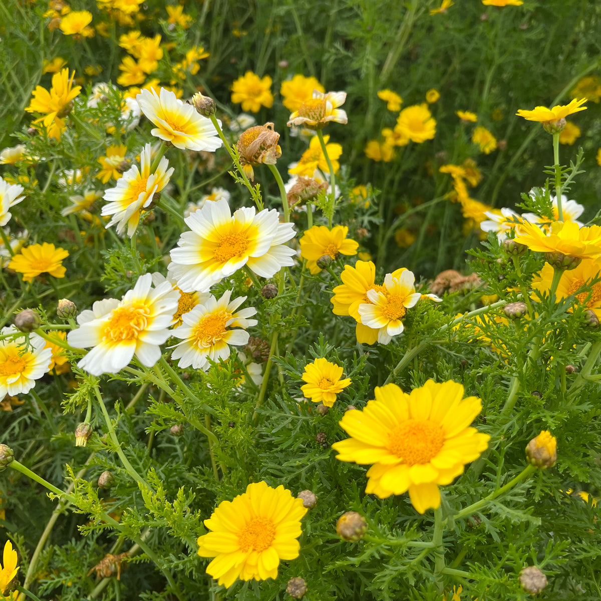 Garland Daisy – Revival Seeds