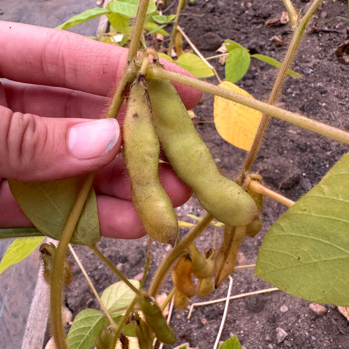Doukhobor Soybean – Revival Seeds