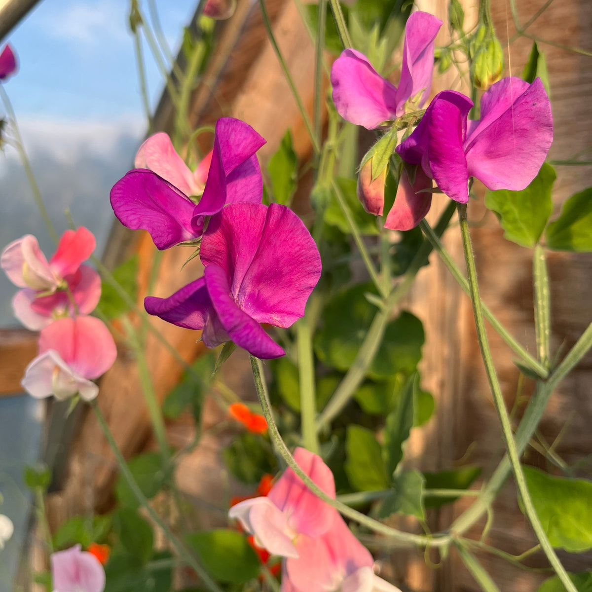 Grandiflora Mix Sweet Pea – Revival Seeds
