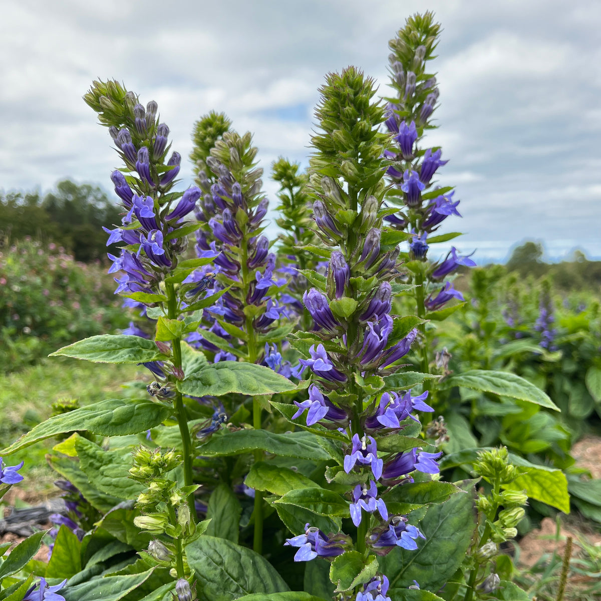 Great Blue Lobelia – Revival Seeds