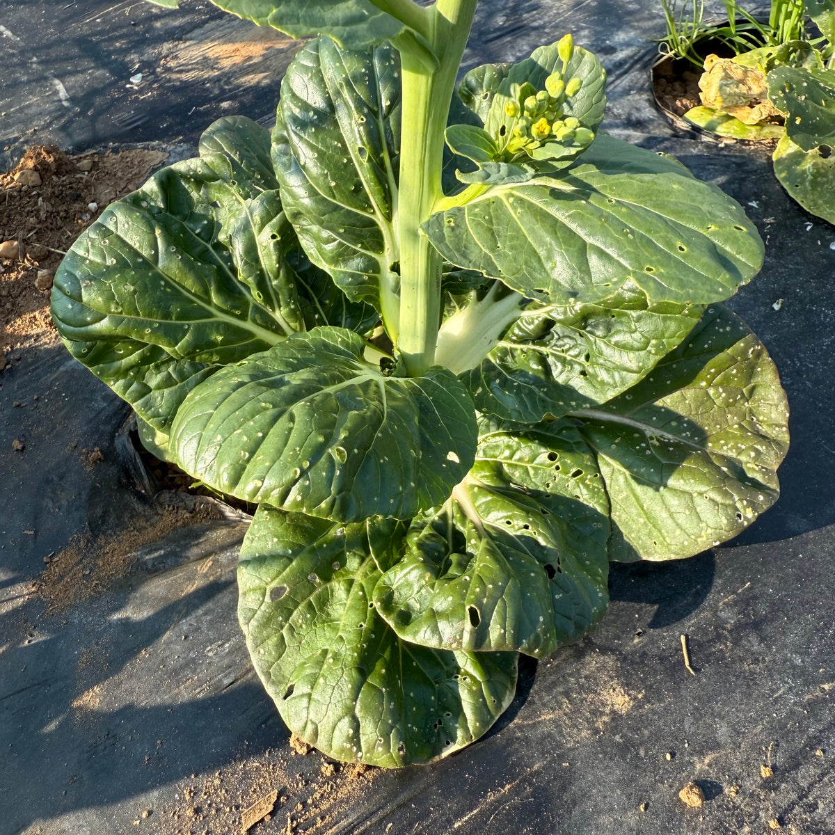 Hedou Mini Pac Choy – Revival Seeds