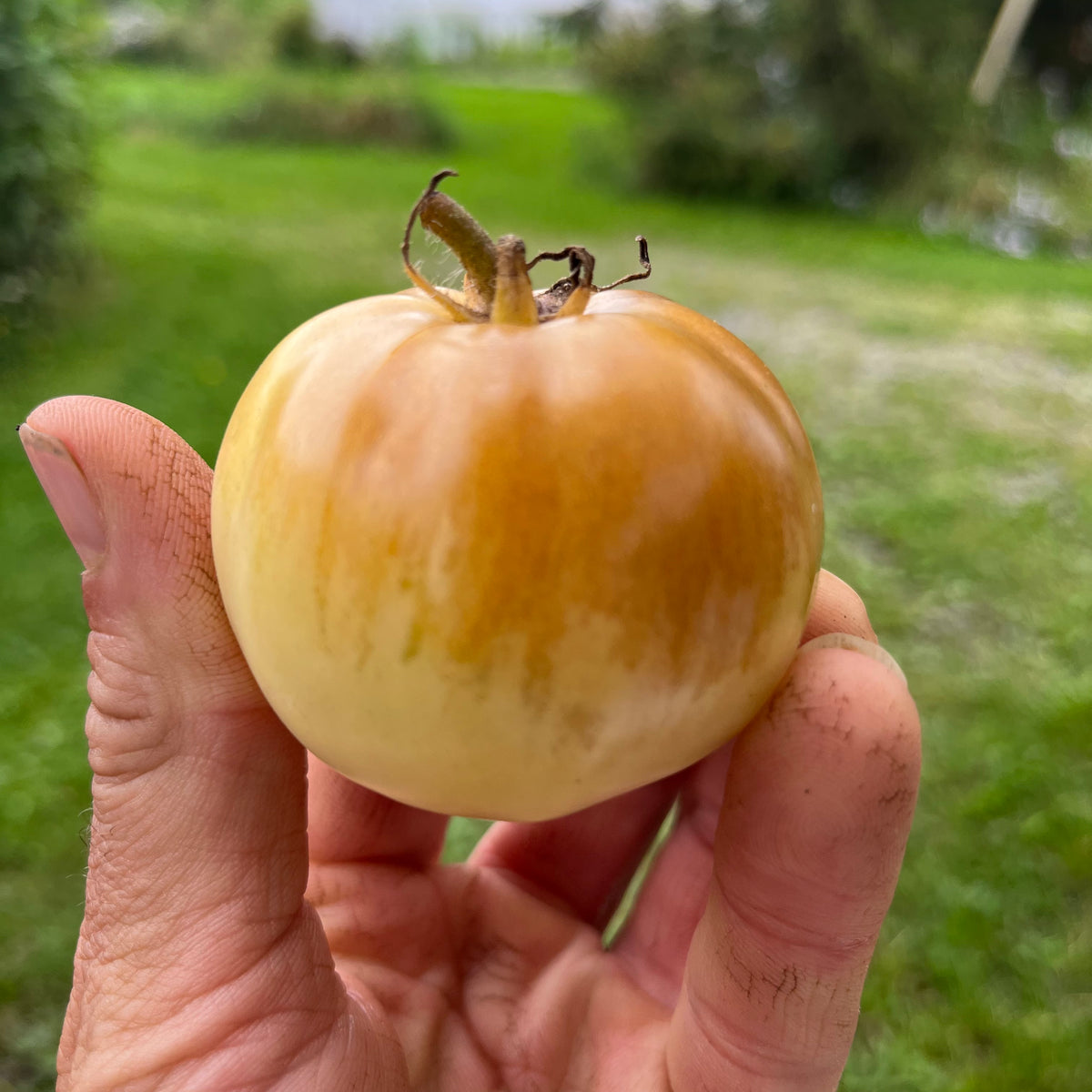 Honor Bright Tomato – Revival Seeds