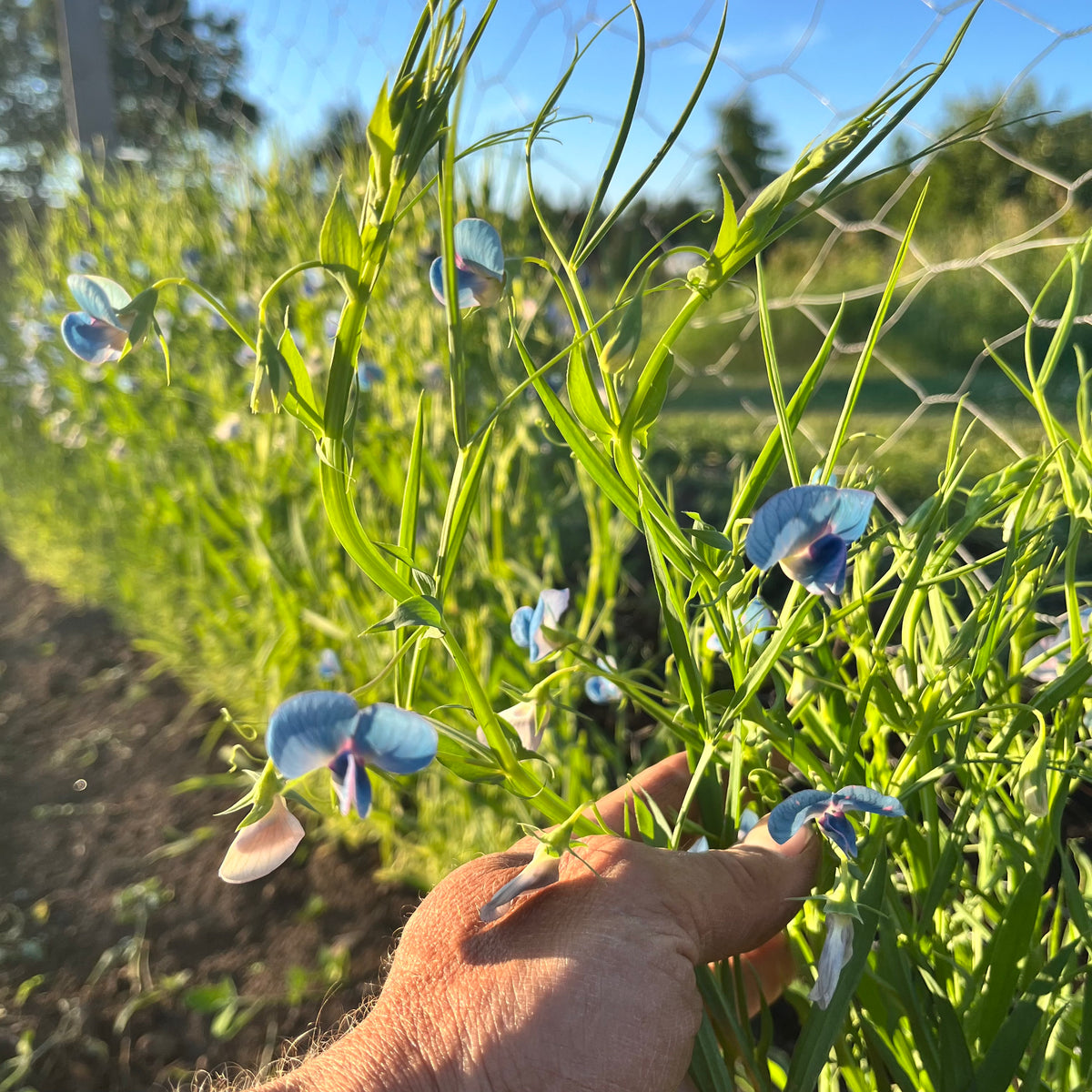 Grass Pea – Revival Seeds