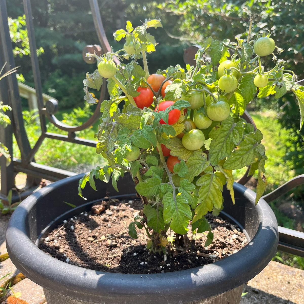 Tiny Tim Tomato – Revival Seeds