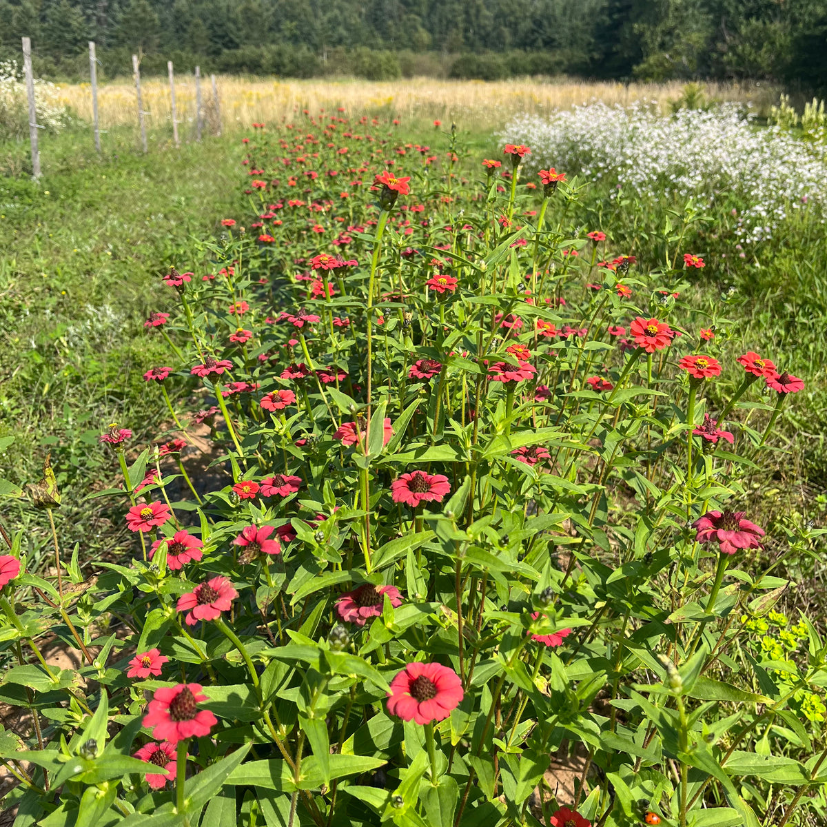 Peruvian Red Zinnia – Revival Seeds