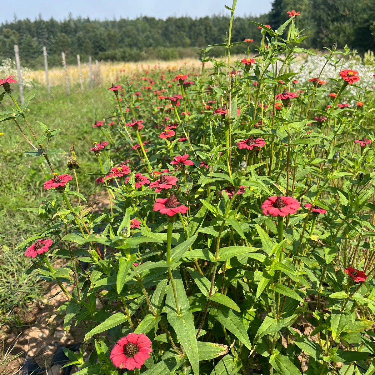Peruvian Red Zinnia – Revival Seeds