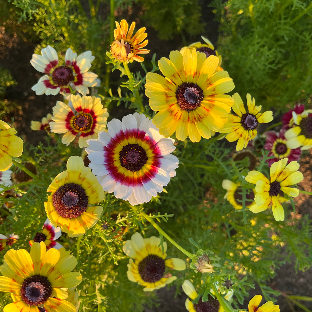 Painted Daisy – Revival Seeds