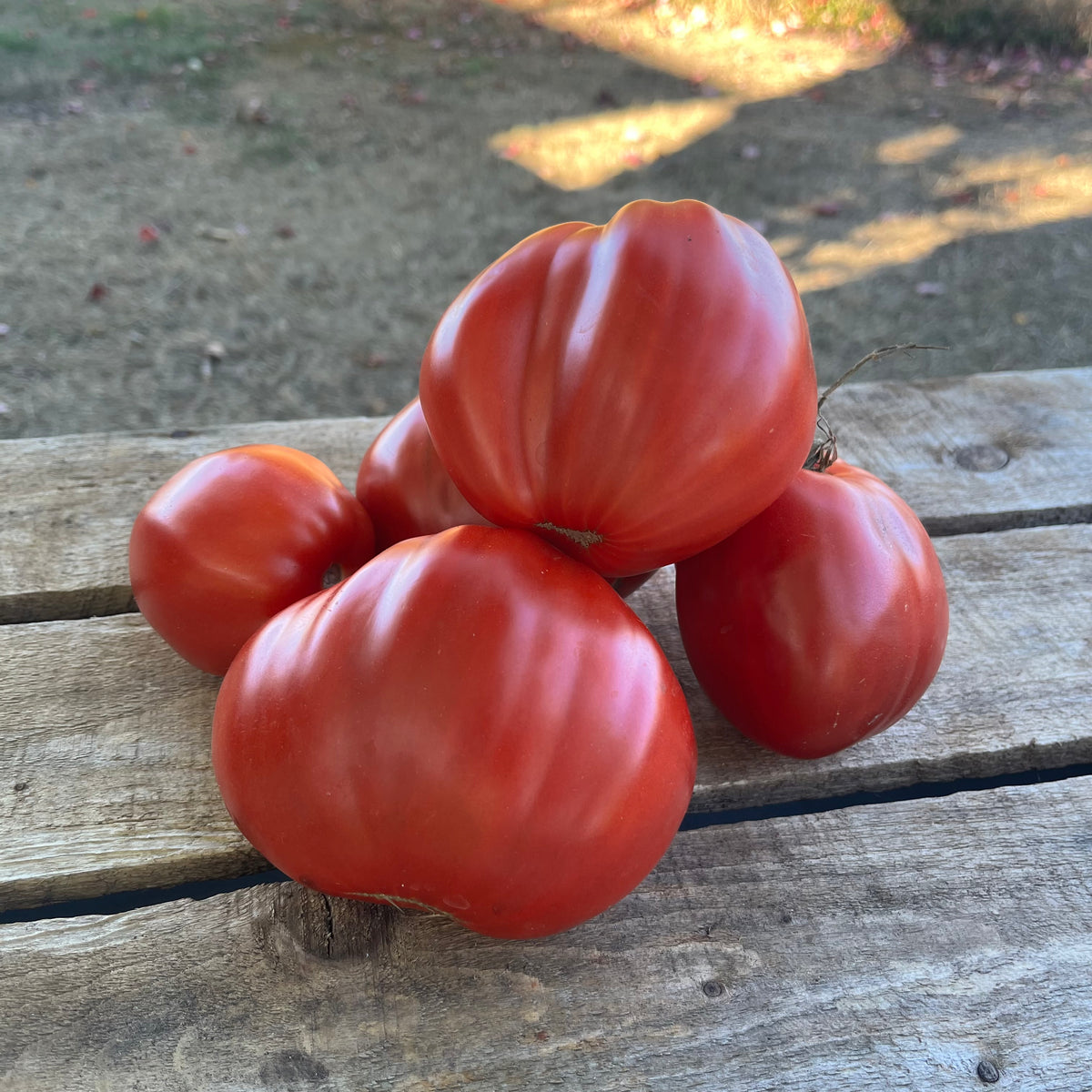 Polish Paste Tomato – Revival Seeds