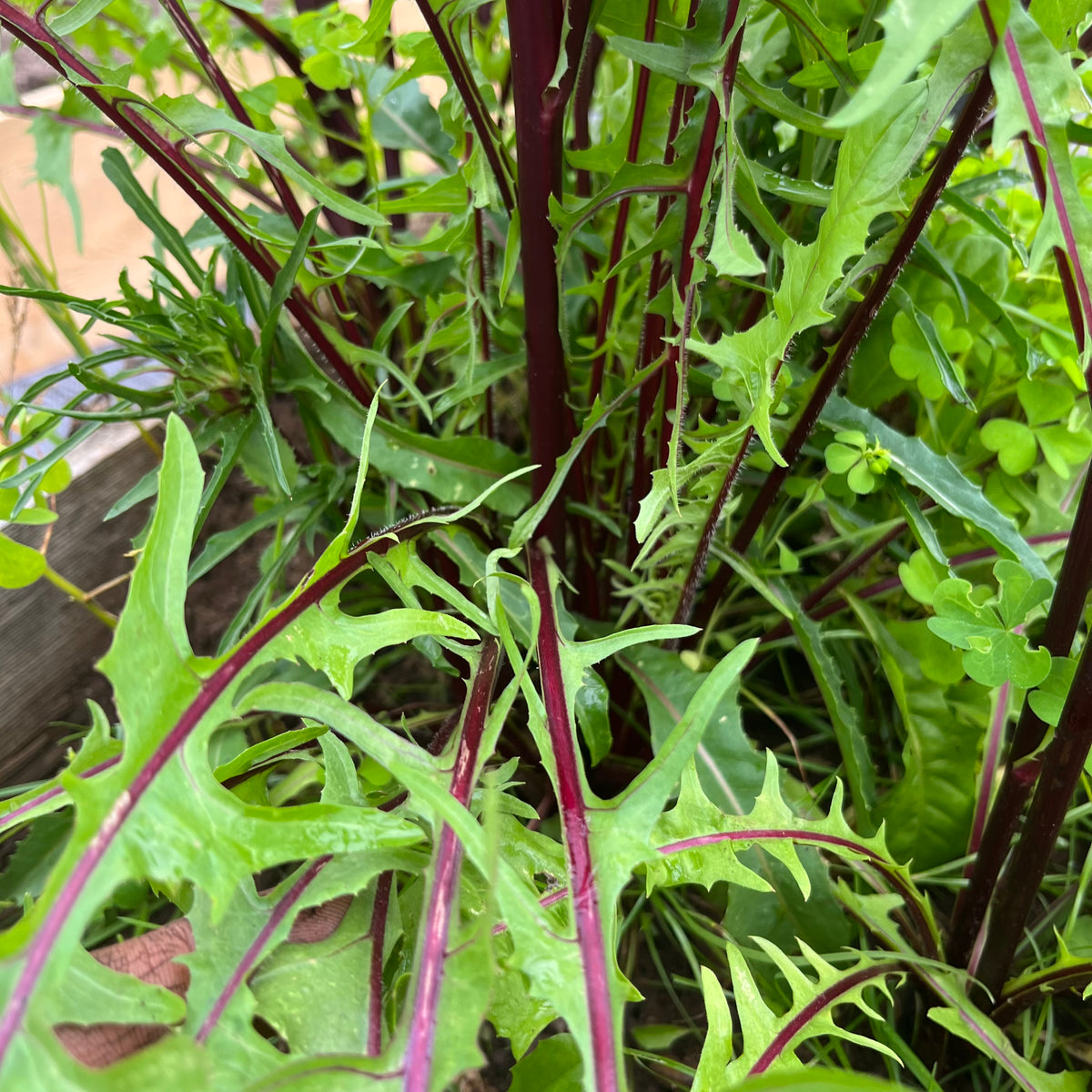 Italiko Rosso Dandelion – Revival Seeds