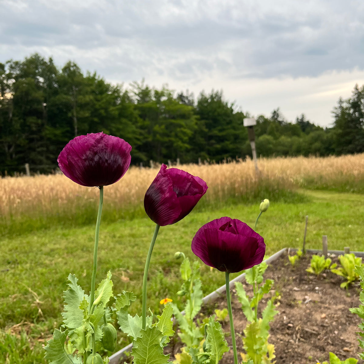 Lauren's Grape Poppy – Revival Seeds