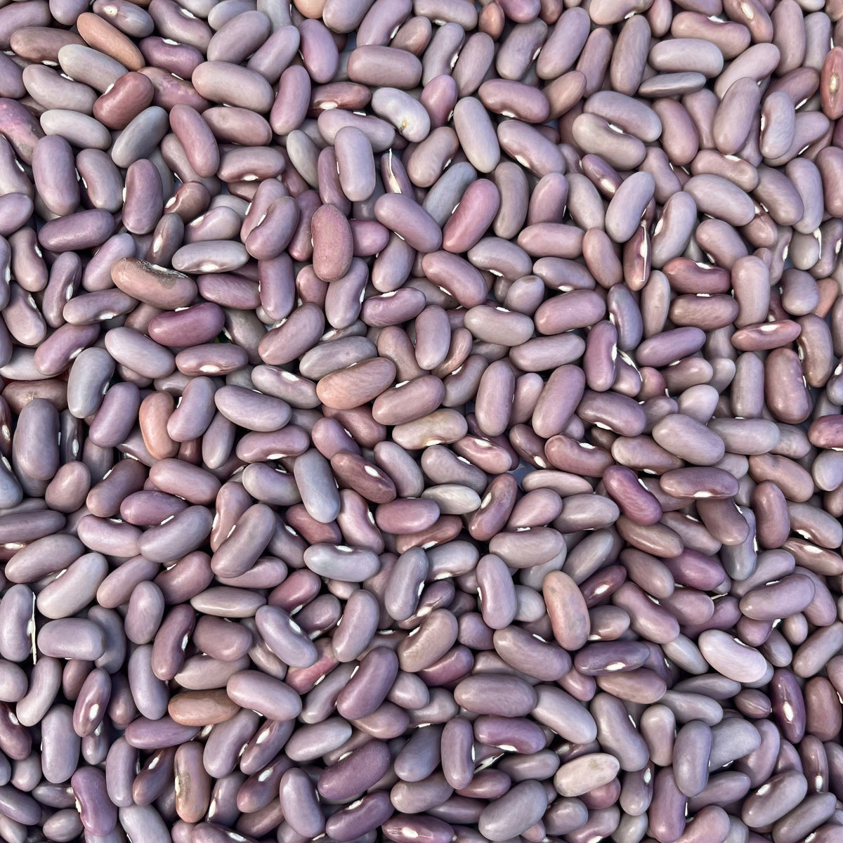 Lavender Dry Bush Bean – Revival Seeds