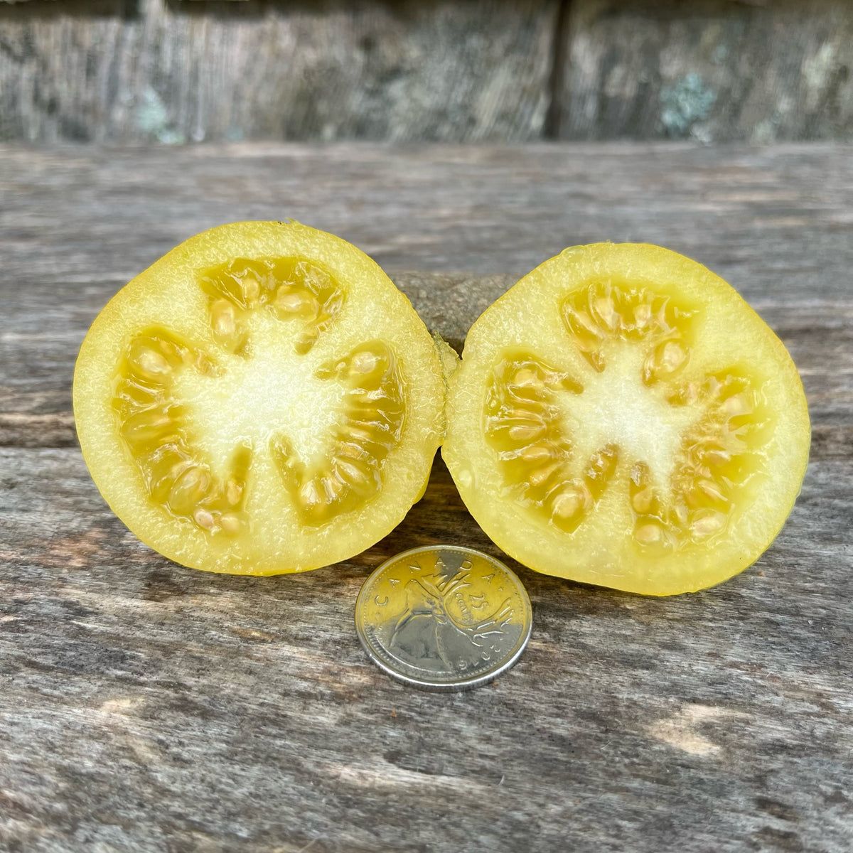 Livingston's Gold Ball Tomato – Revival Seeds