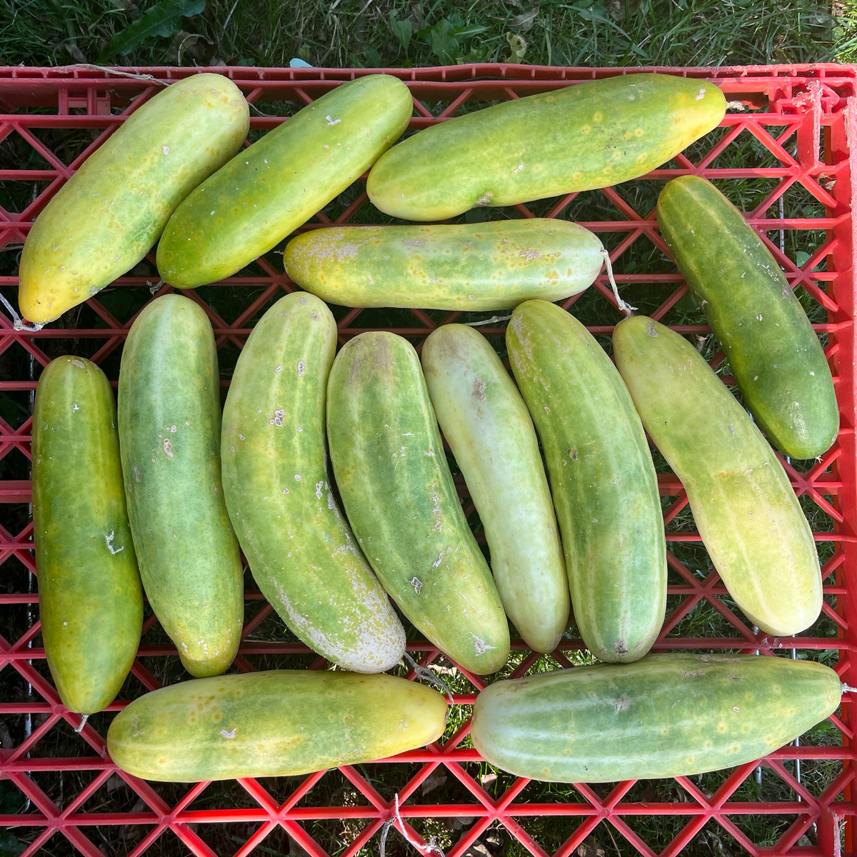 Longfellow Cucumber – Revival Seeds