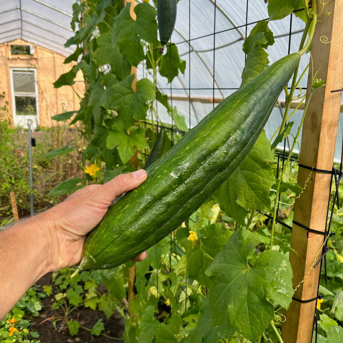 Luffa Gourd – Revival Seeds