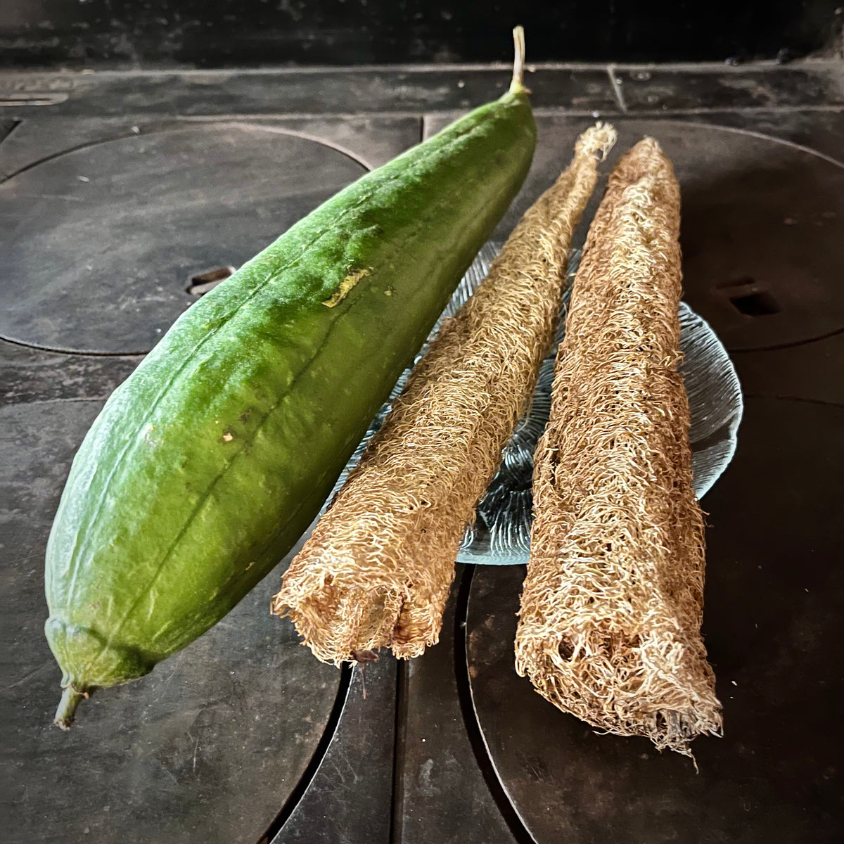 Luffa Gourd – Revival Seeds