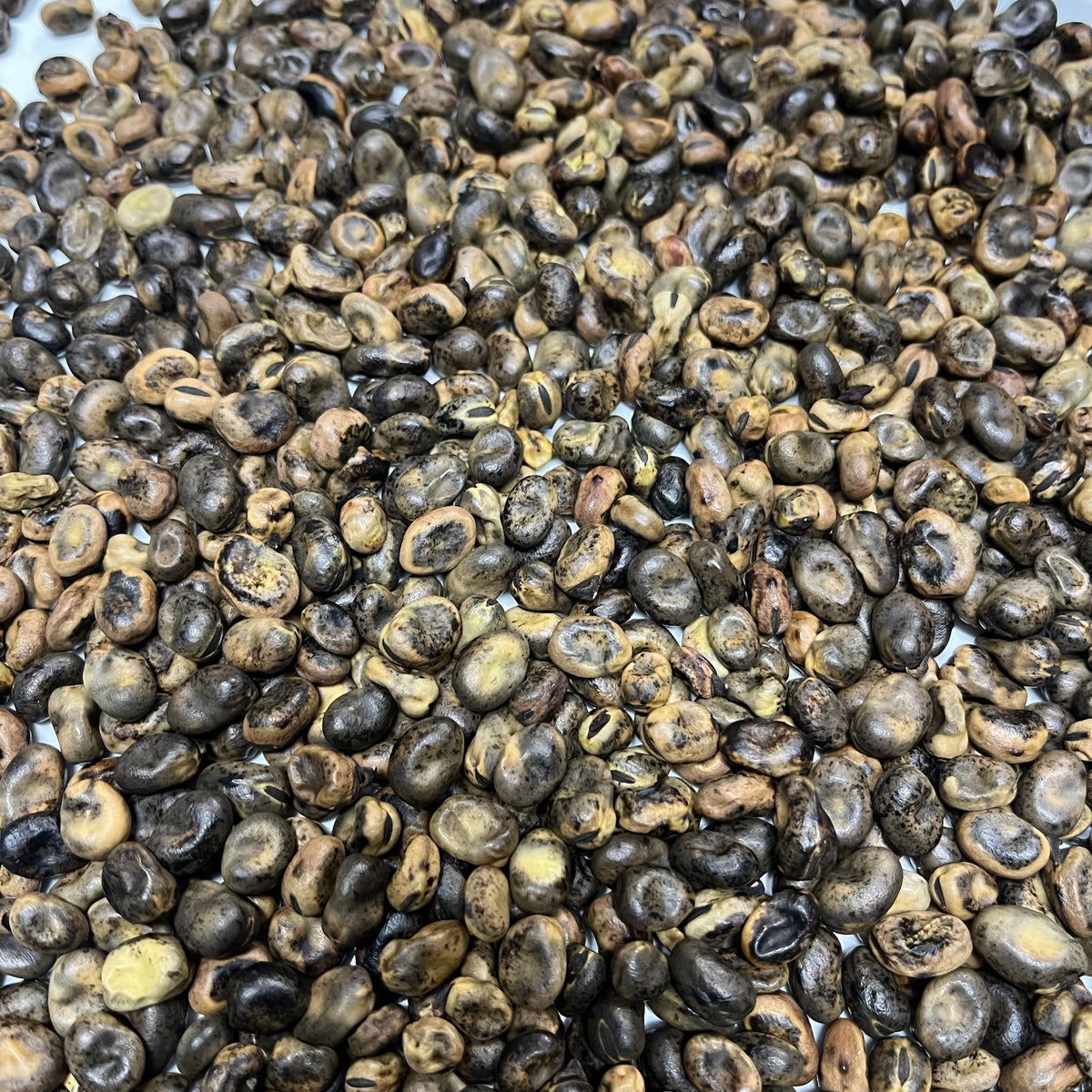 Martoc Fava Bean – Revival Seeds