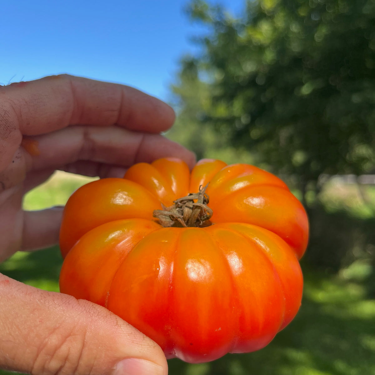 Marvel Stripe Tomato – Revival Seeds