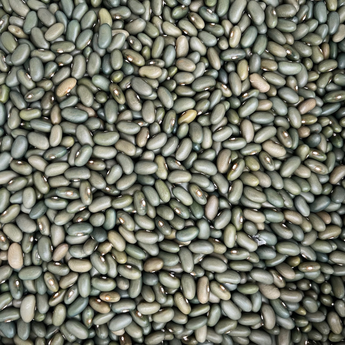 Mbombo Dry Bush Bean – Revival Seeds