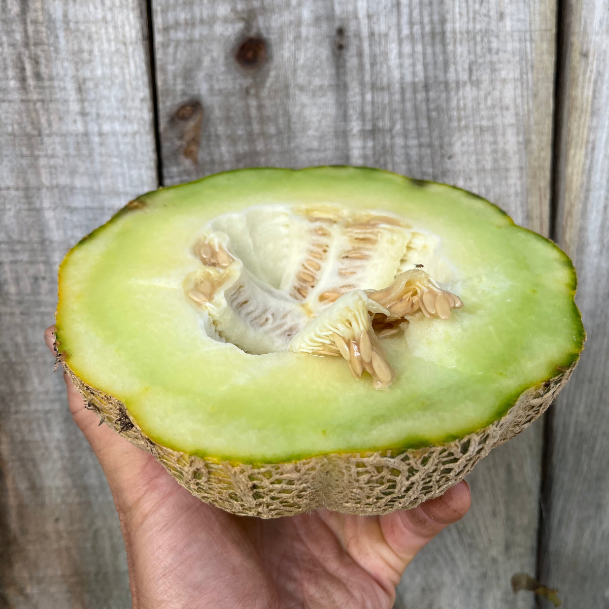 Montreal Market Melon – Revival Seeds