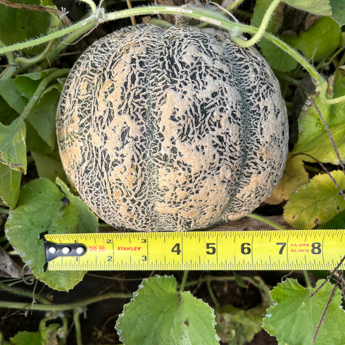 Montreal Market Melon – Revival Seeds