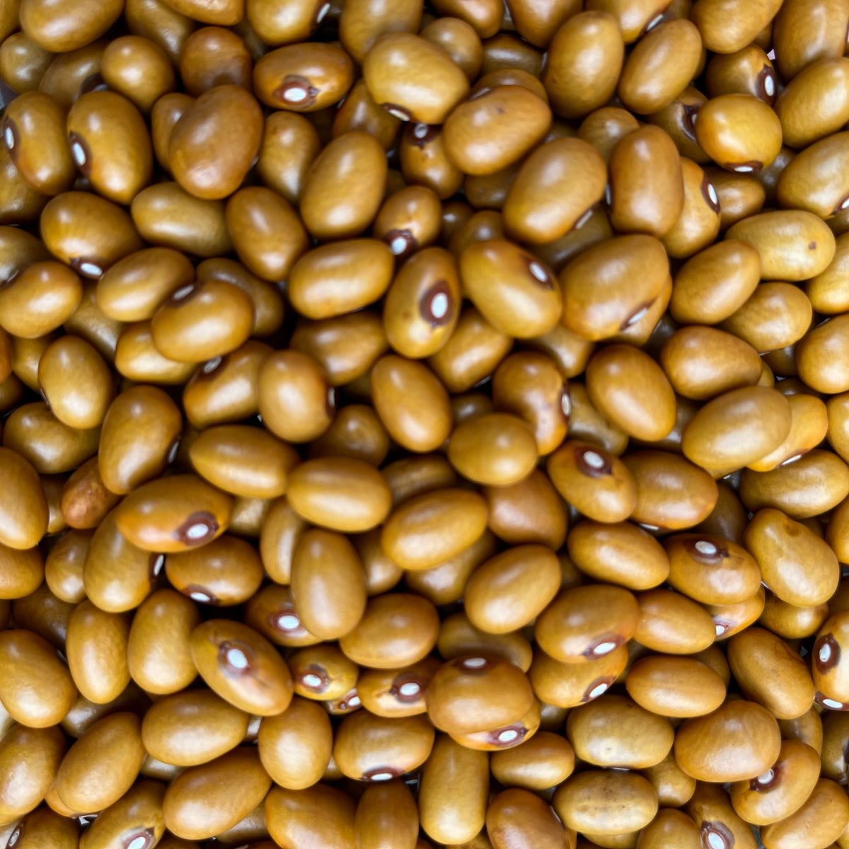 Moroz Ukrainian Bush Bean – Revival Seeds