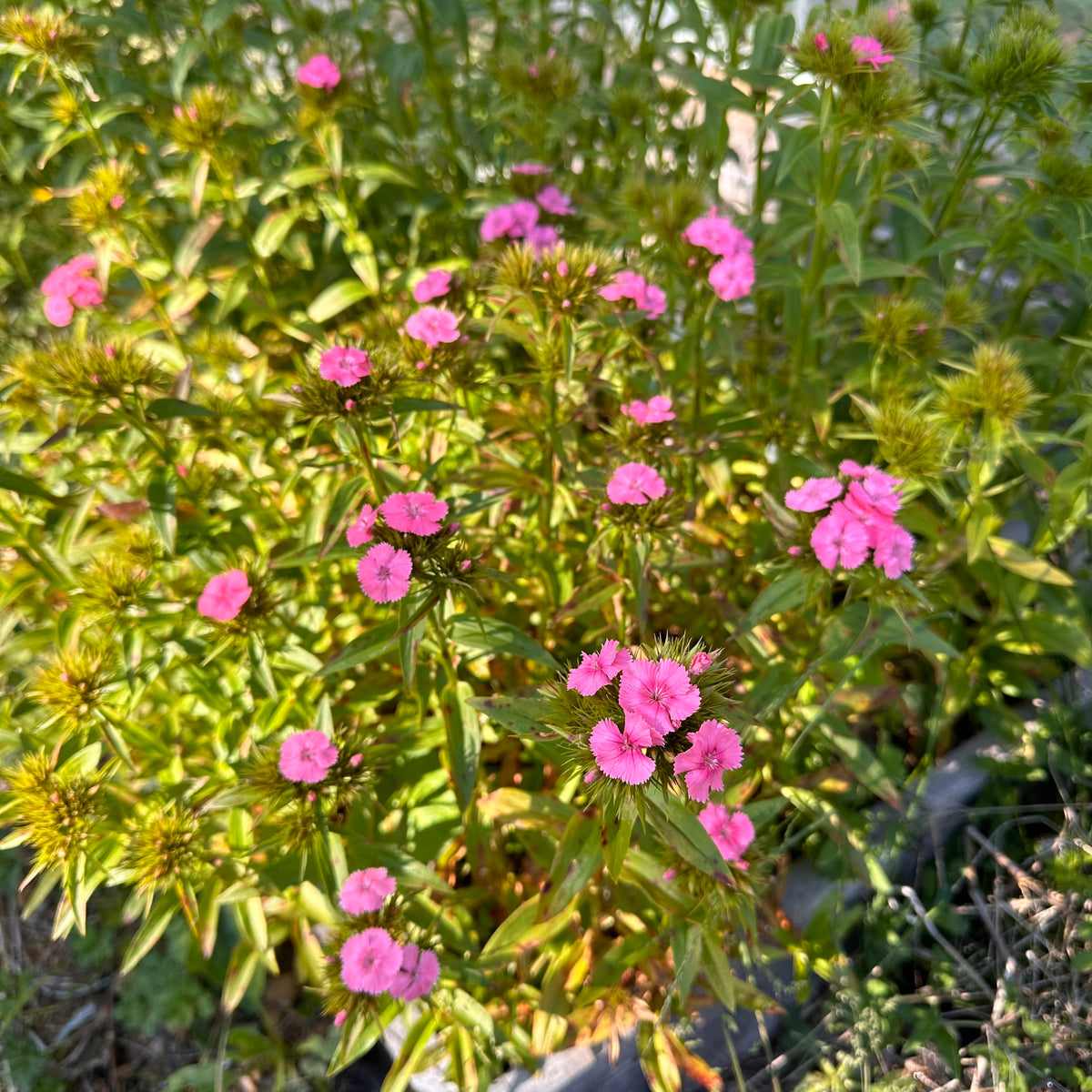 Newport Pink Sweet William – Revival Seeds
