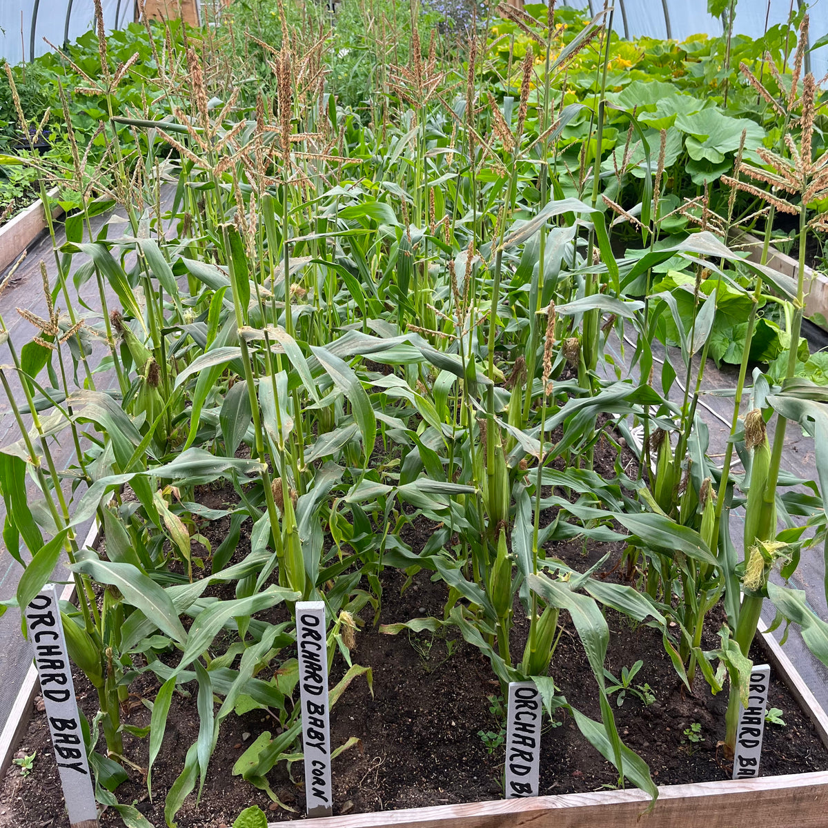 Orchard Baby Sweet Corn – Revival Seeds