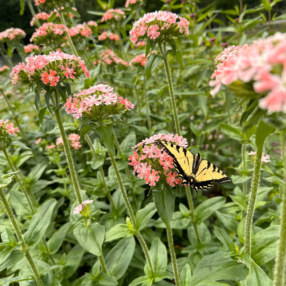 Pale Red Maltese Cross – Revival Seeds