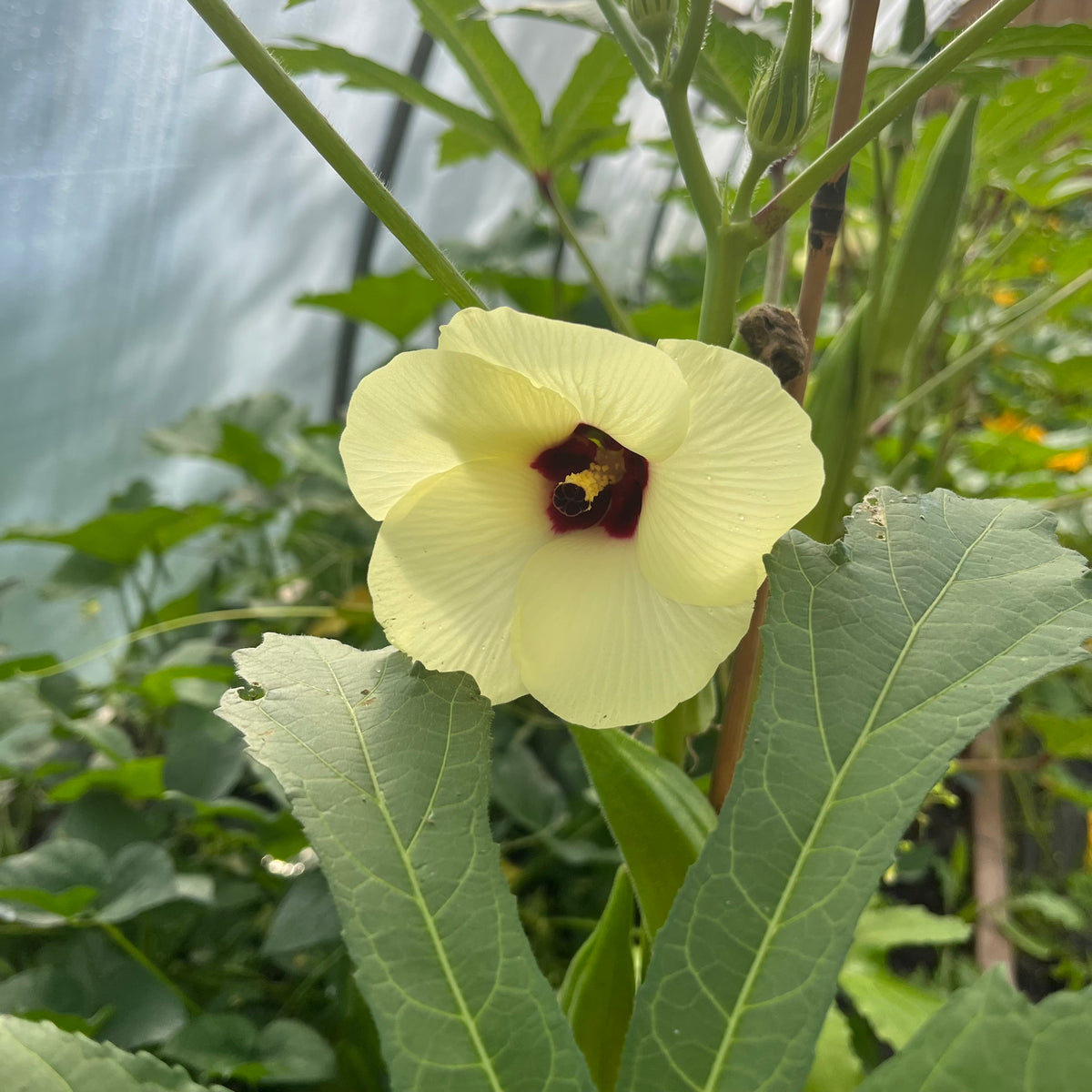 Perkins Long Pod Okra – Revival Seeds