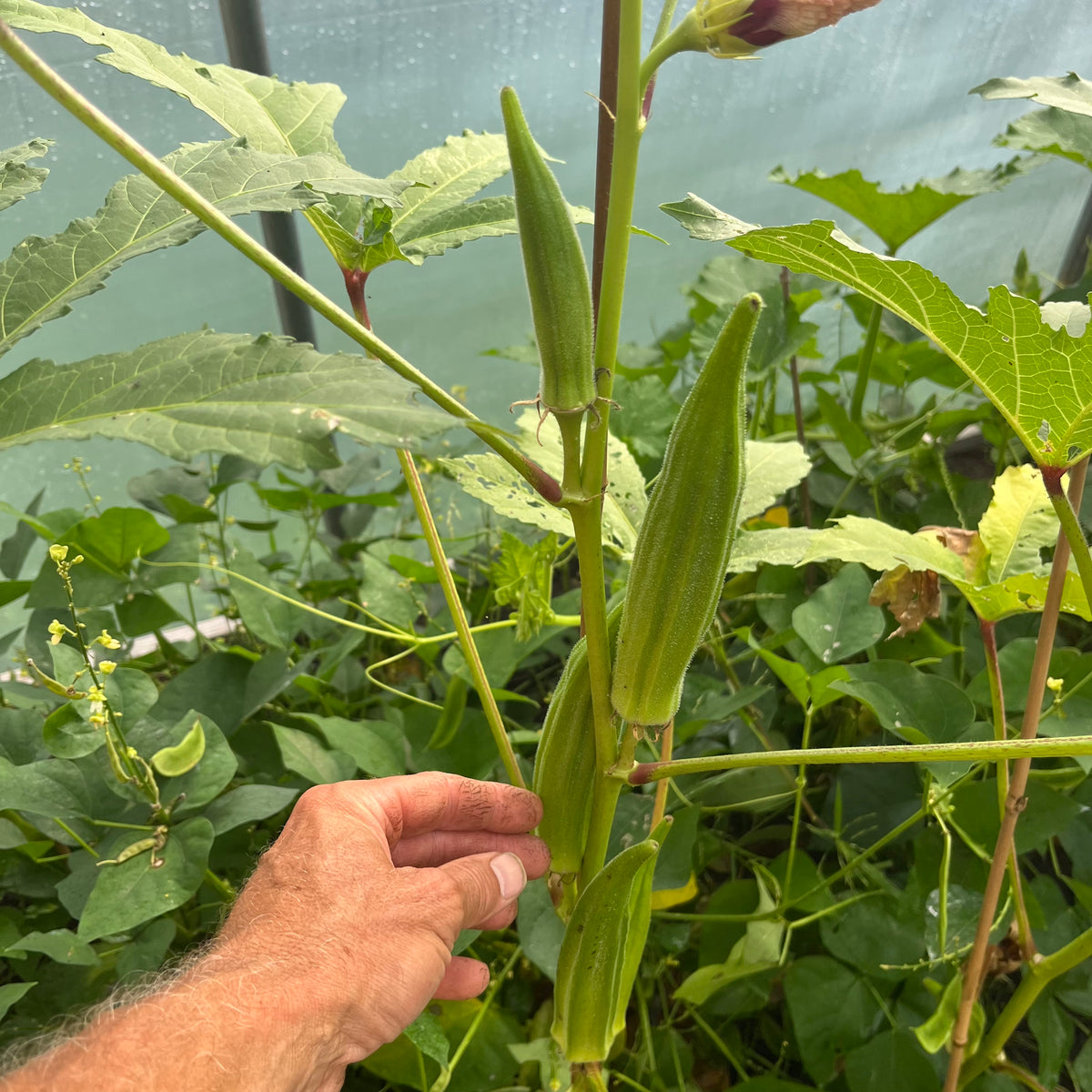 Perkins Long Pod Okra – Revival Seeds