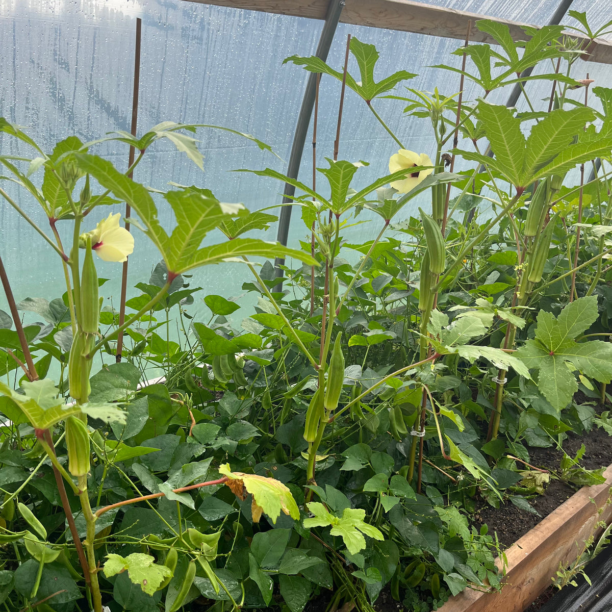 Perkins Long Pod Okra – Revival Seeds