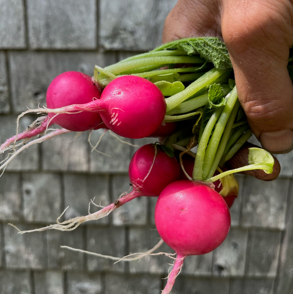 Pink Beauty Radish – Revival Seeds