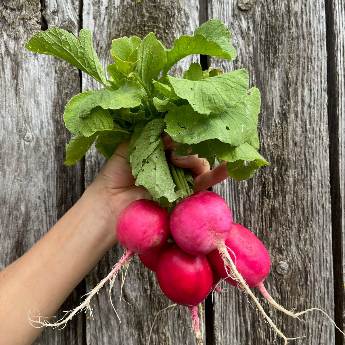 Pink Beauty Radish – Revival Seeds