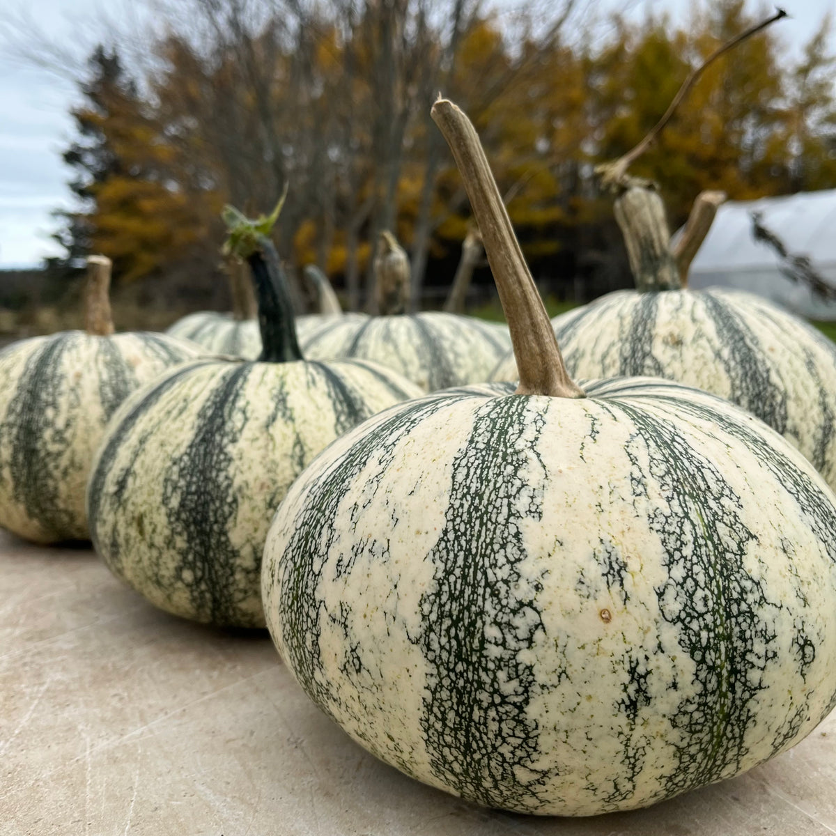 Pipian from Tuxpan Squash – Revival Seeds