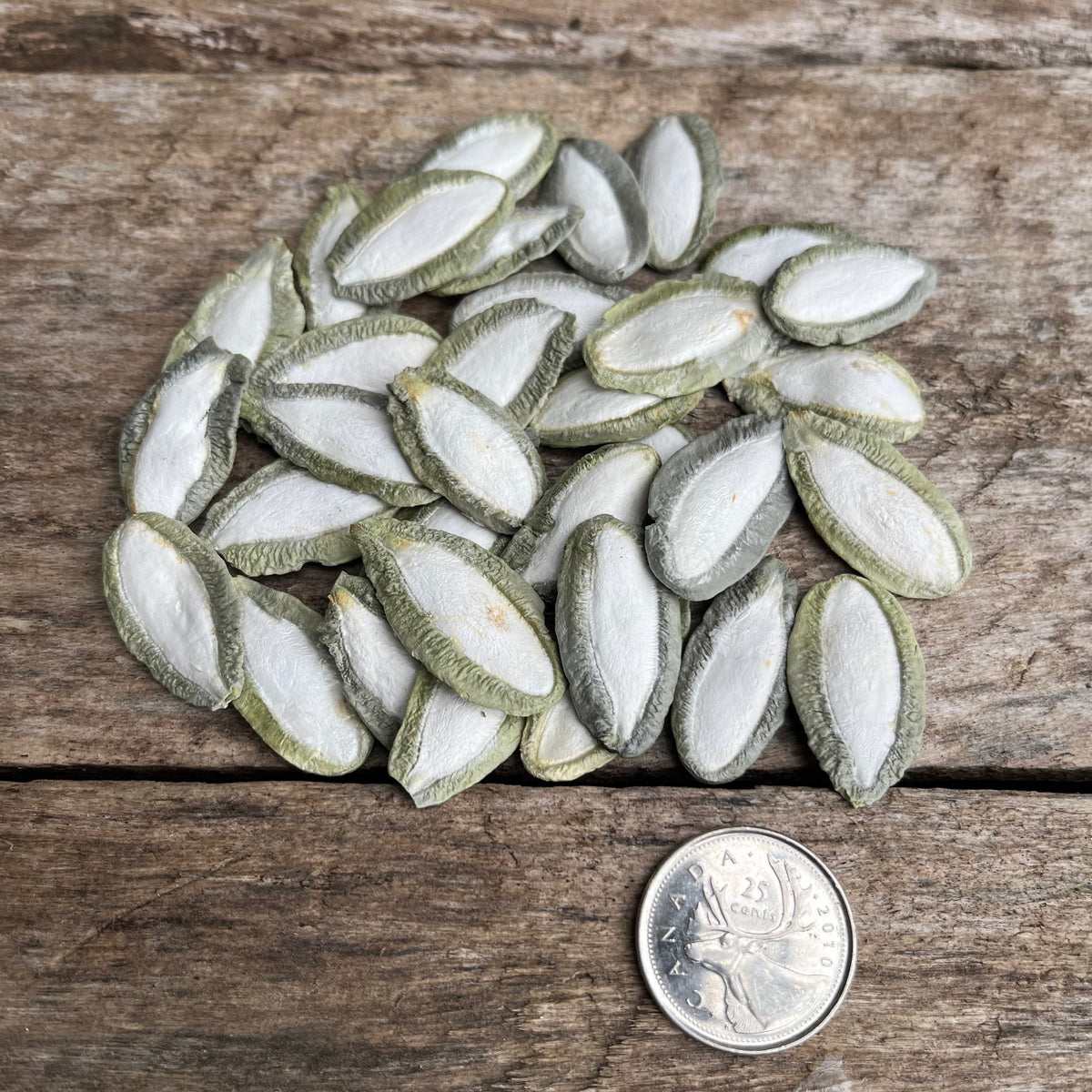 Pipian from Tuxpan Squash – Revival Seeds