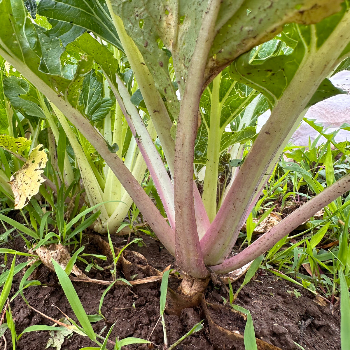 Prize Choy – Revival Seeds