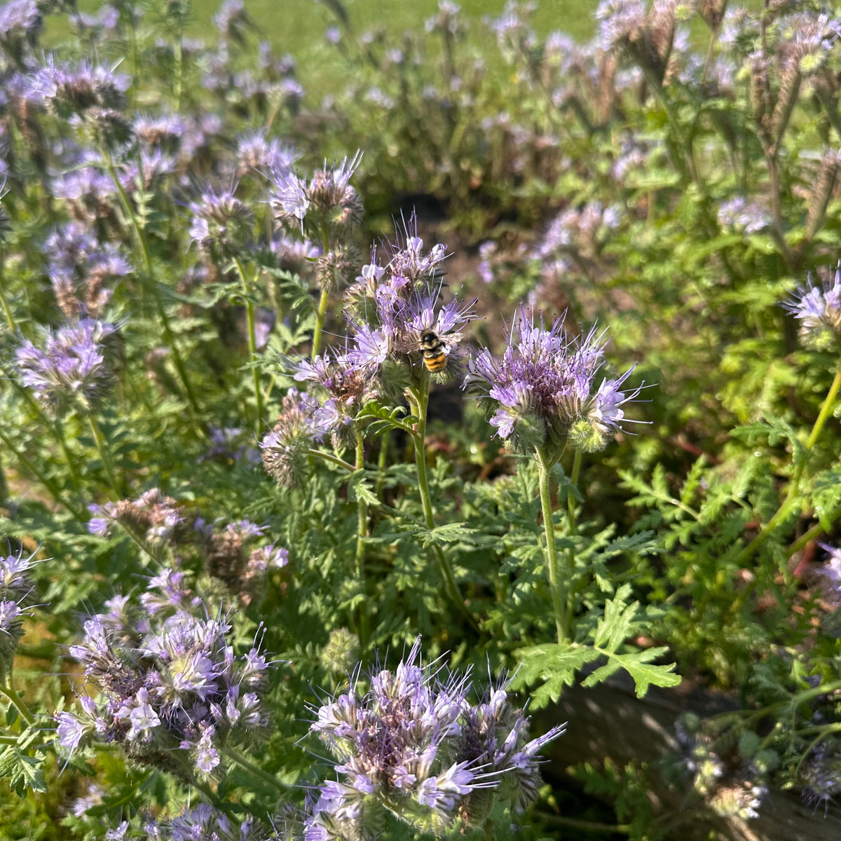 Purple Tansy – Revival Seeds