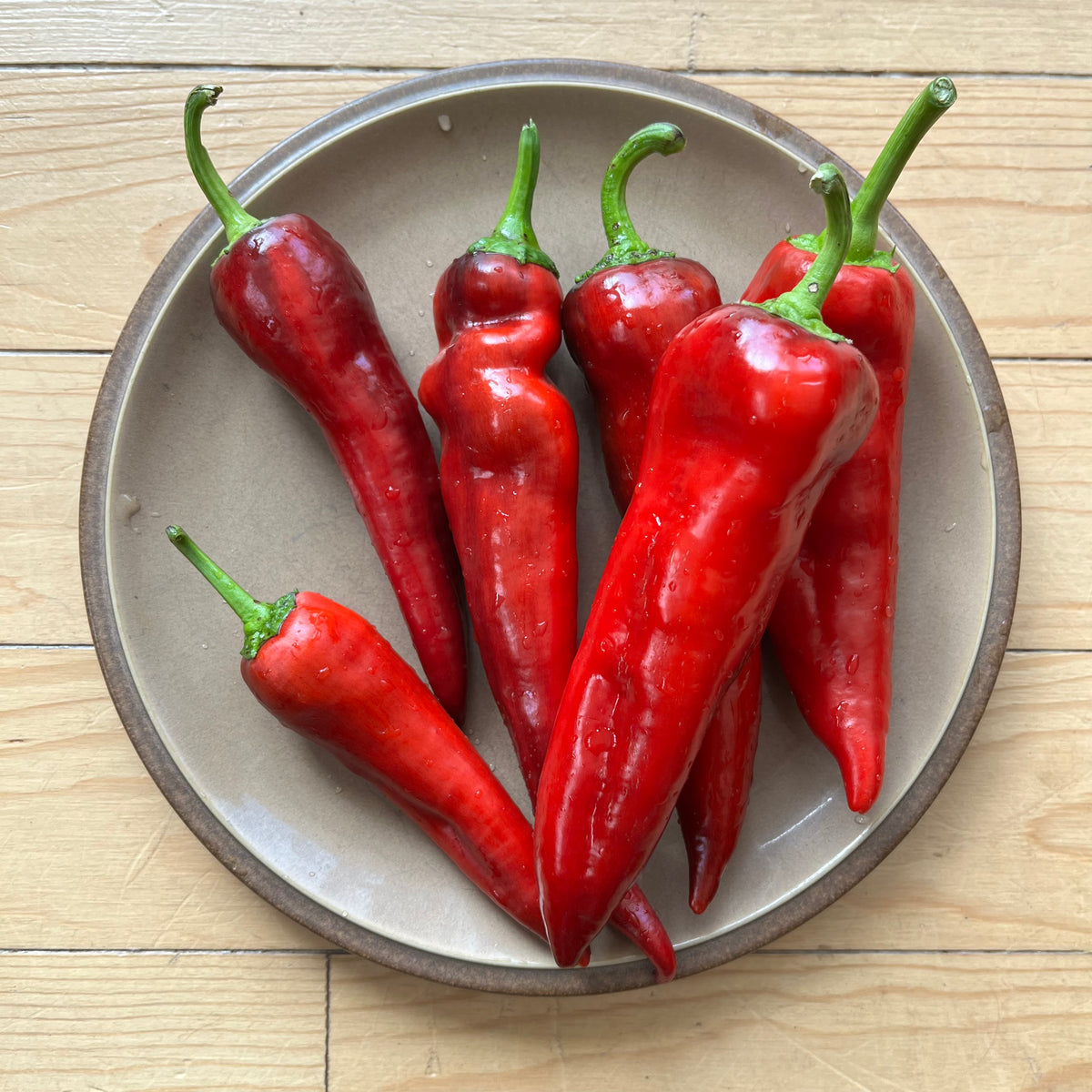 Purple Marconi Sweet Pepper – Revival Seeds