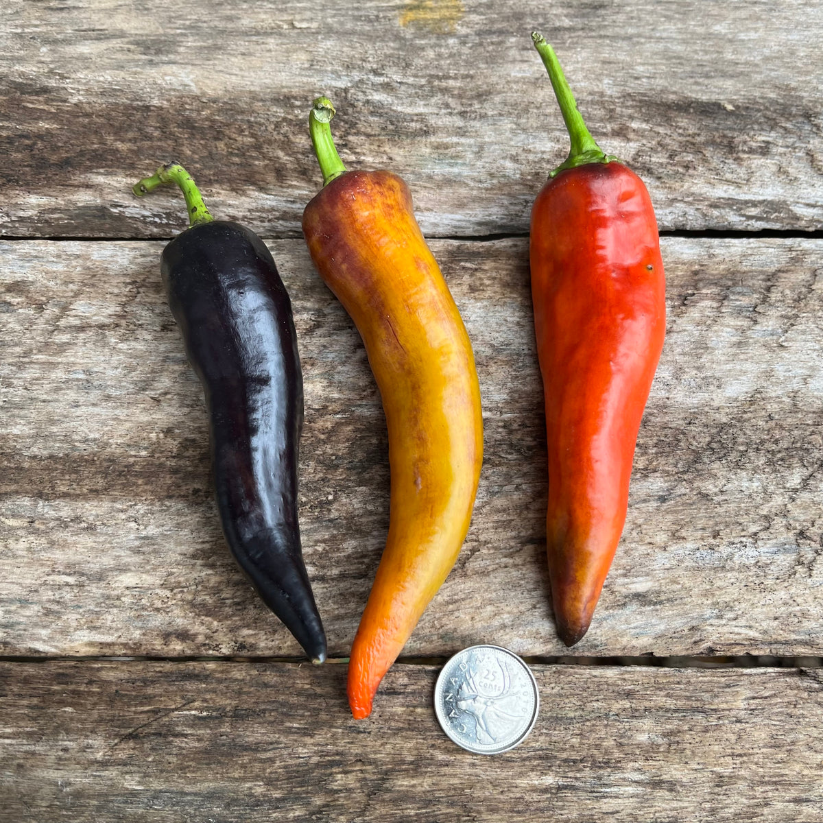 Purple Marconi Sweet Pepper – Revival Seeds