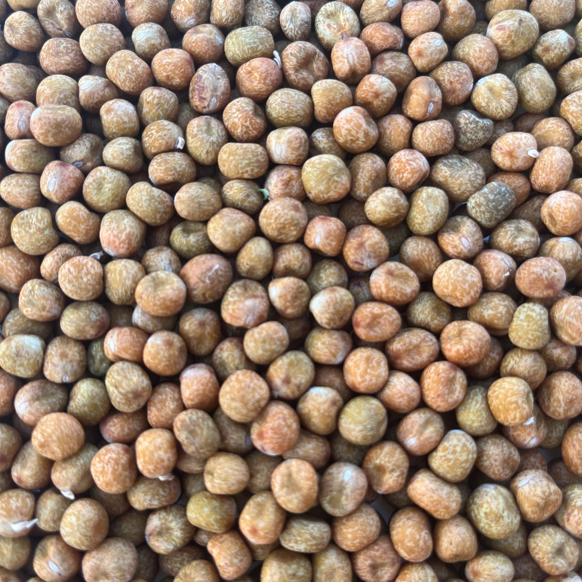 Red Fox Carlin Pea – Revival Seeds