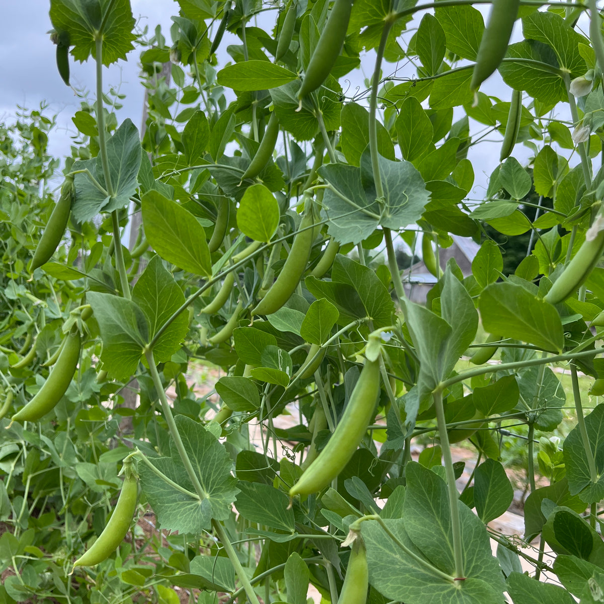 Risser Sickle Pea – Revival Seeds