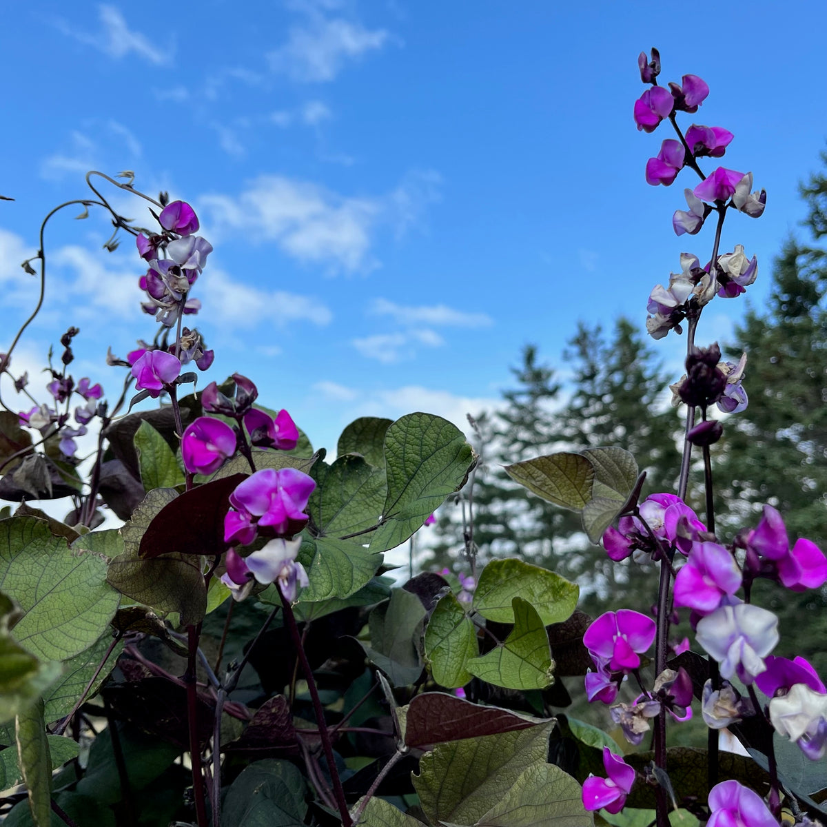 Ruby Moon Hyacinth Bean – Revival Seeds