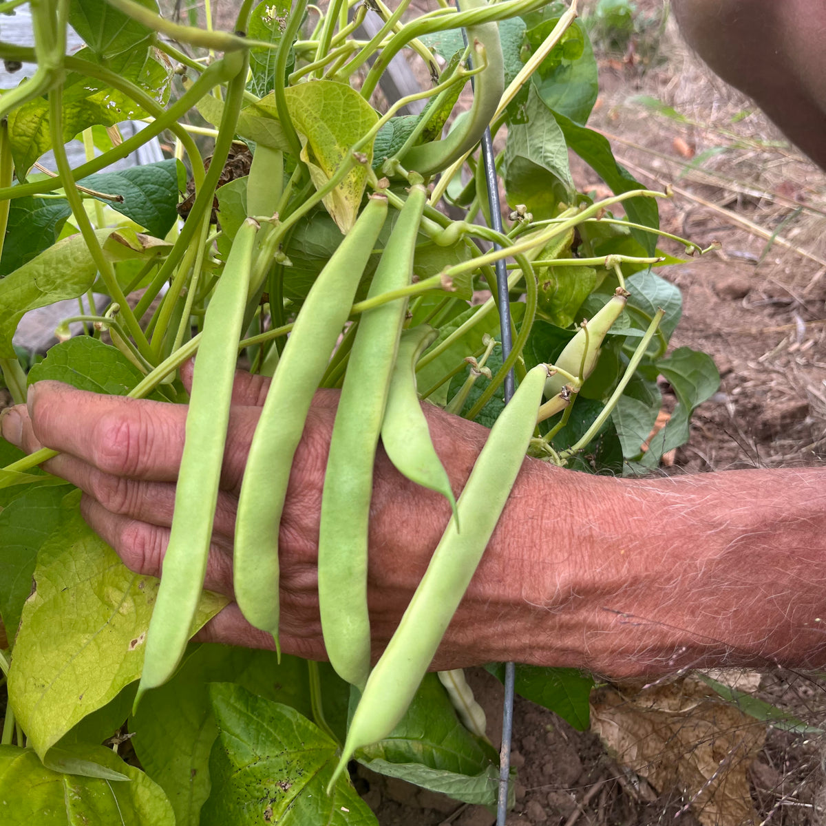 Ruckle Bush Bean – Revival Seeds