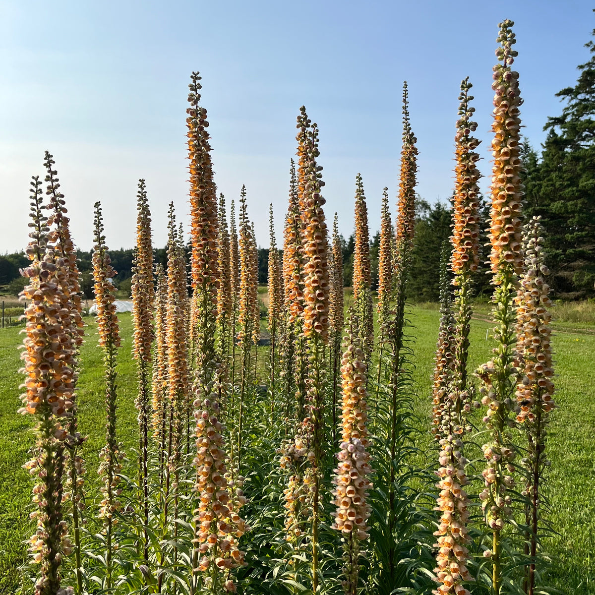 Rusty Foxglove – Revival Seeds