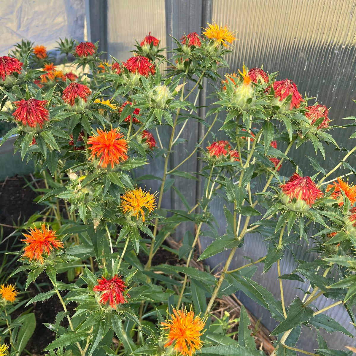 Safflower – Revival Seeds
