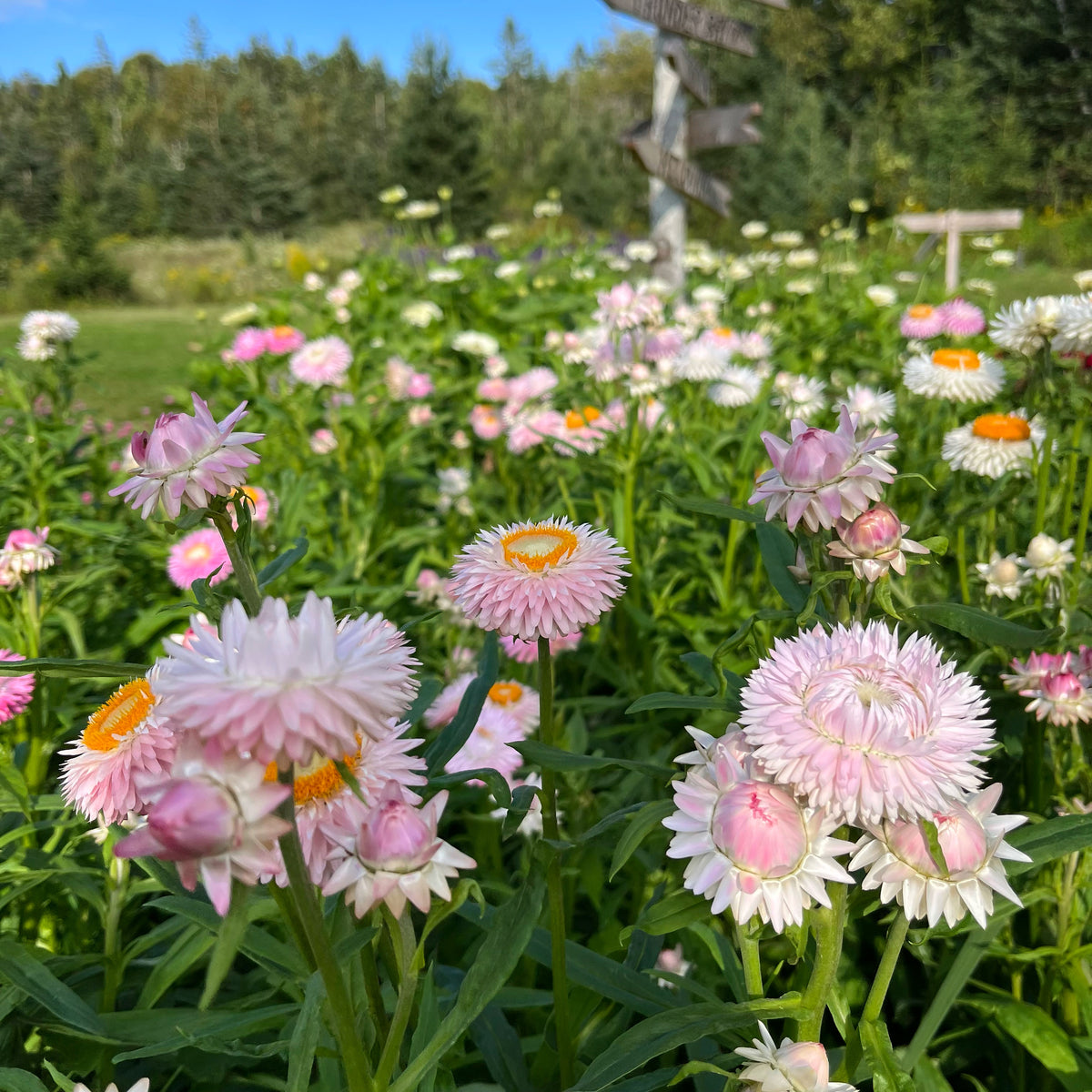 Silvery Rose Strawflower – Revival Seeds