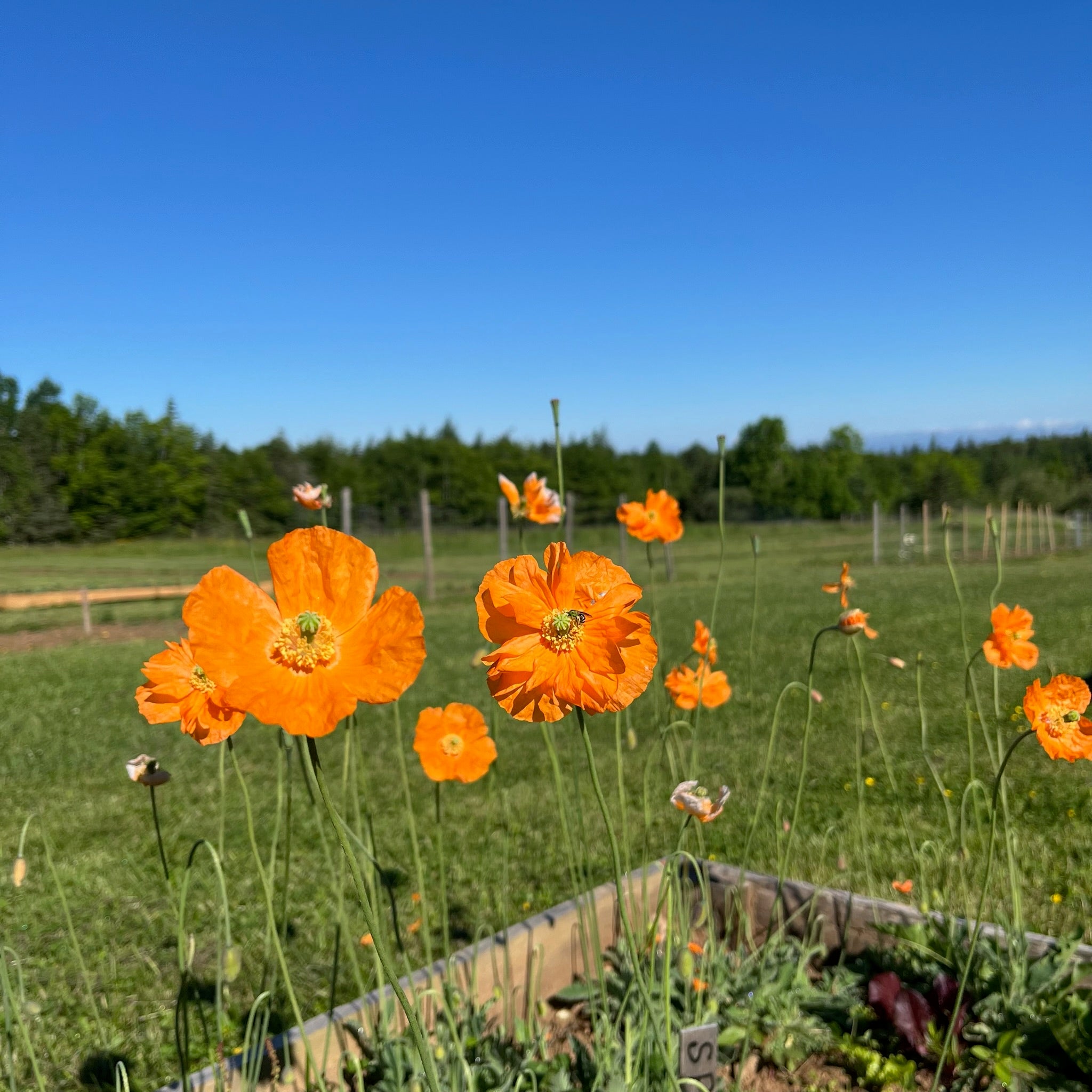 Spanish Poppy – Revival Seeds
