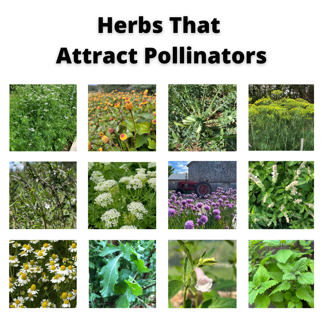 Herbs That Attract Pollinators – Revival Seeds