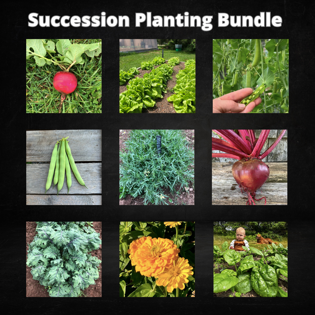 Succession Planting Bundle to Enjoy Throughout the Season – Revival Seeds