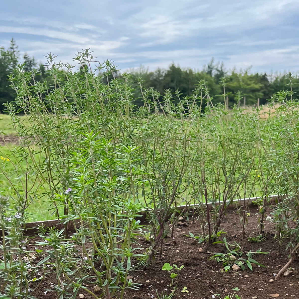 Summer Savory – Revival Seeds